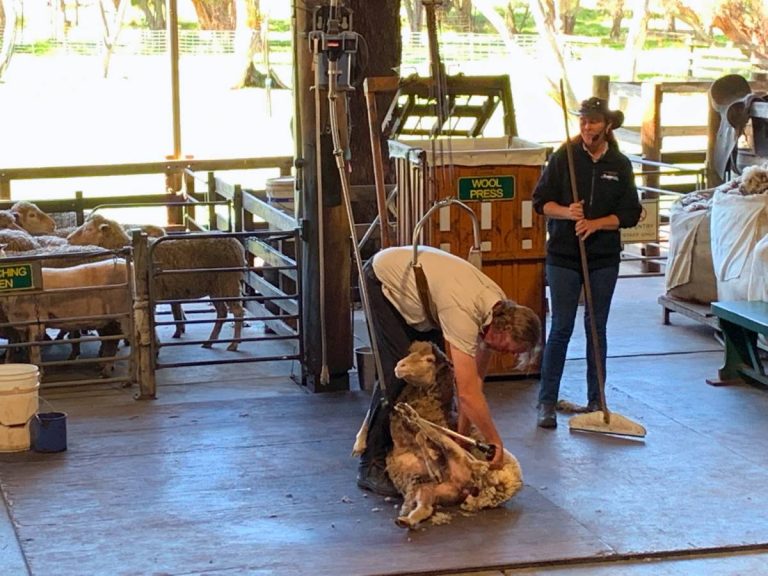 Caversham Wildlife Park Review: Get Up Close With Australia's Unique ...