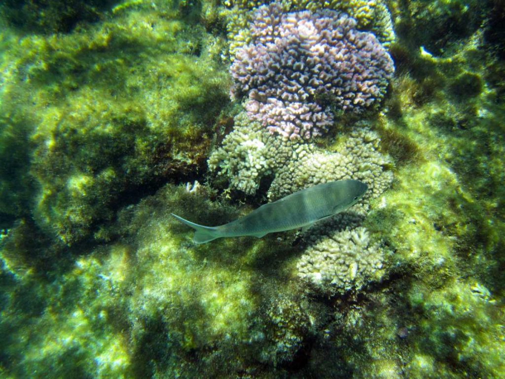 Rottnest Island Guide: Is It Worth Visiting? 2024