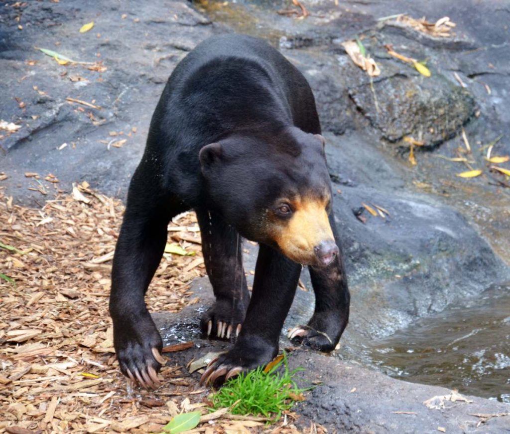 The Ultimate Perth Zoo Review