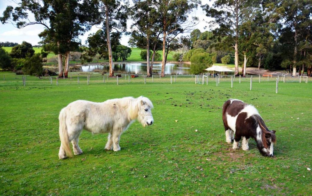 Top 10 Best Farmstays Perth: Locals Guide